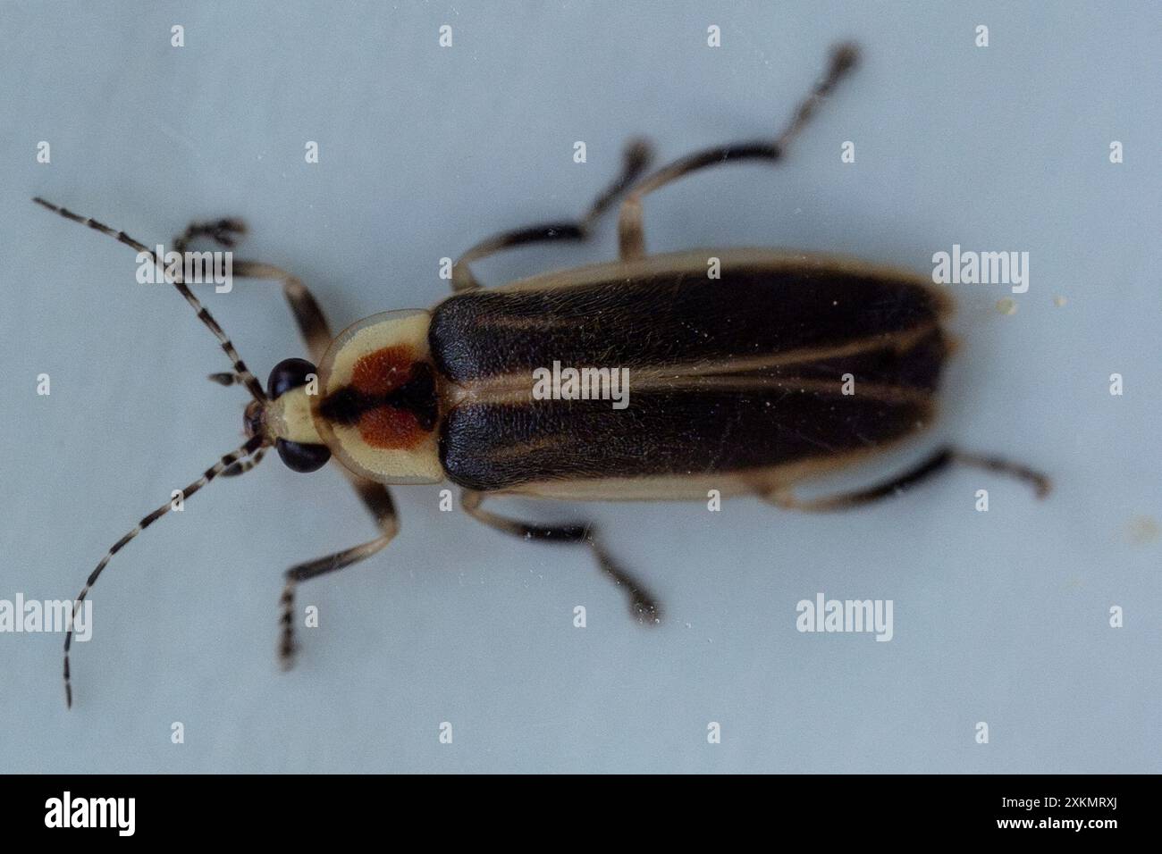 The topside of a female Photuris versicolor firefly is observed in a ...