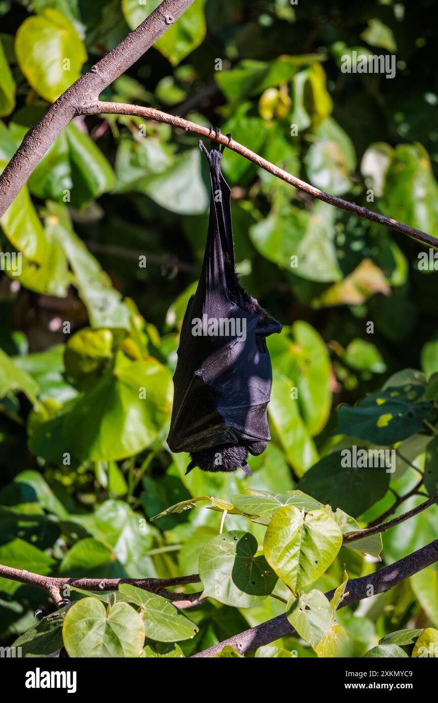 Black flying fox roosting among trees in Broadbeach, Gold Coast ...