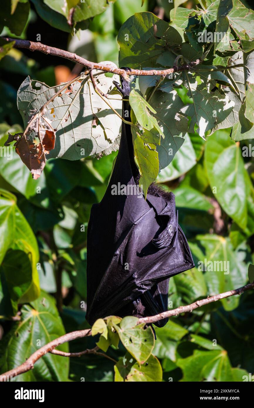 Black flying fox roosting among trees in Broadbeach, Gold Coast ...