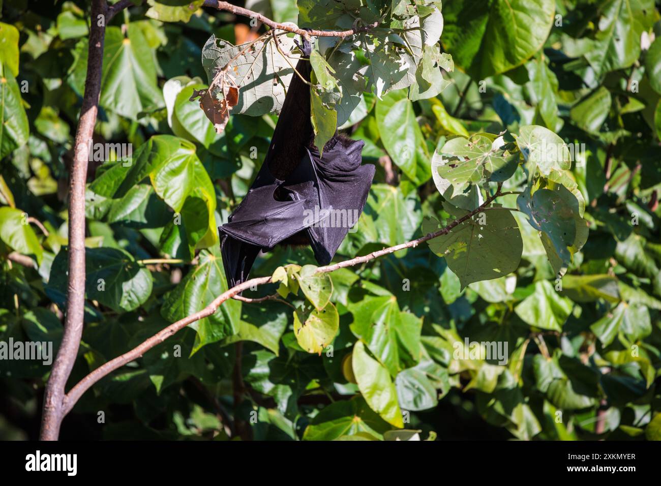 Flying fox australia hi-res stock photography and images - Alamy