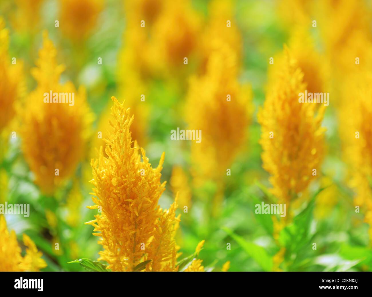 Yellow flower with green grass hi-res stock photography and images - Alamy