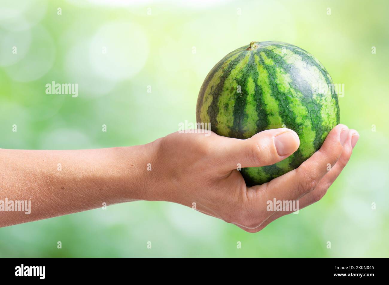 Fresh small watermelon in hand of woman on nature background Stock ...