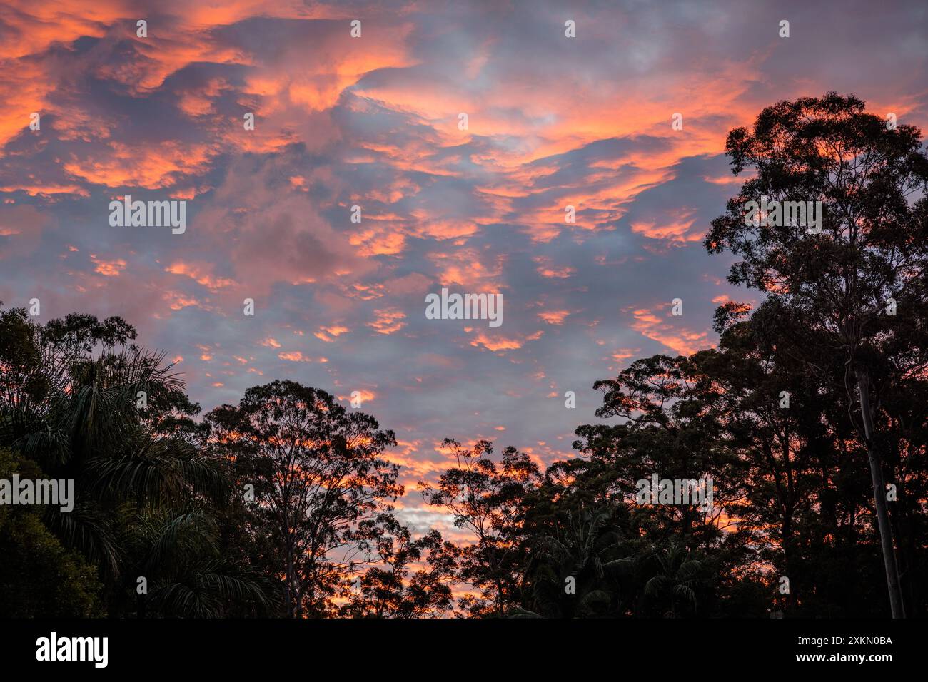 Winter sunset above silhouetted trees in Noosa, Queensland, Australia ...