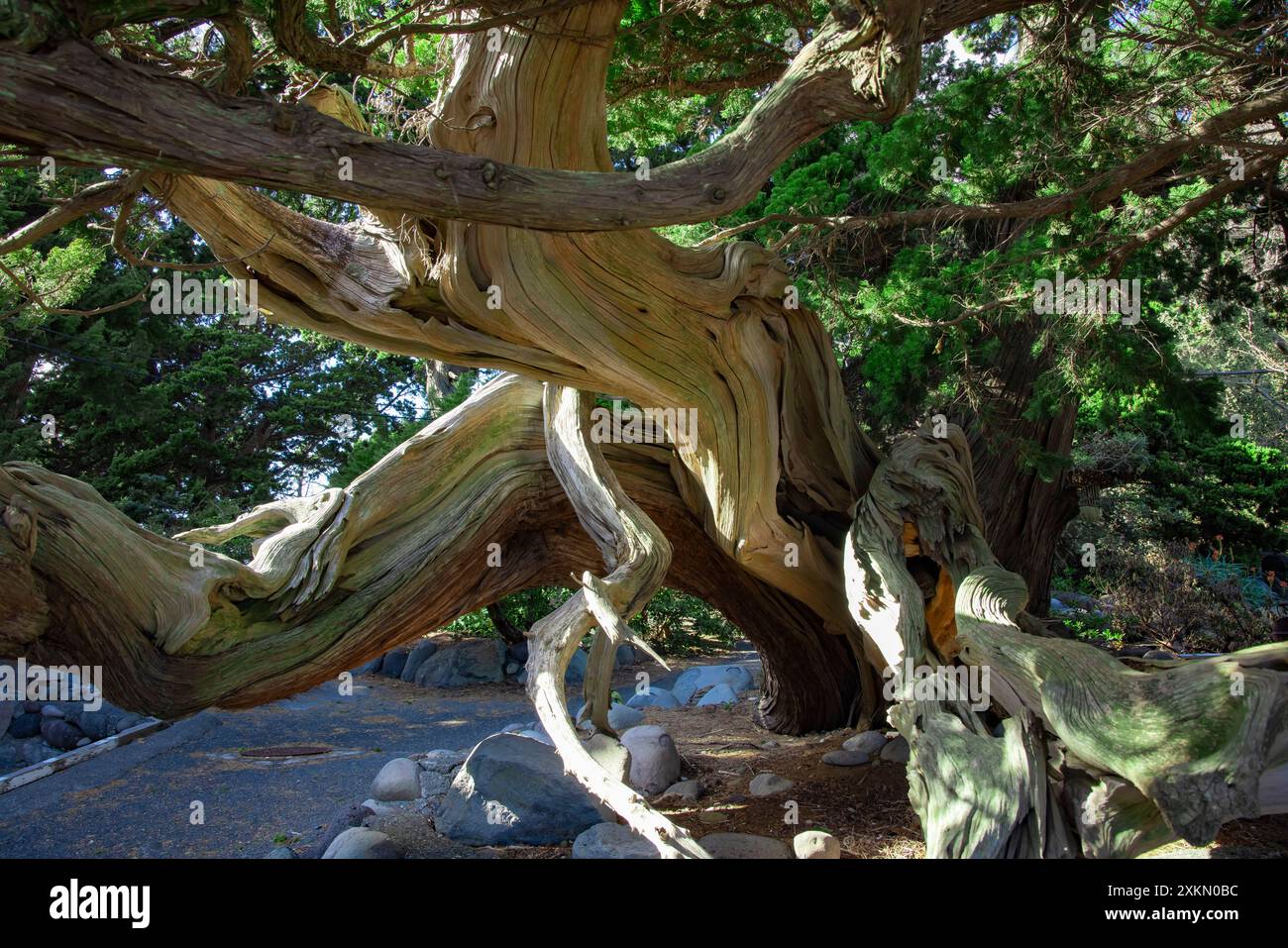 A tall Japanese juniper tree in Osezaki Shizuoka Stock Photo - Alamy