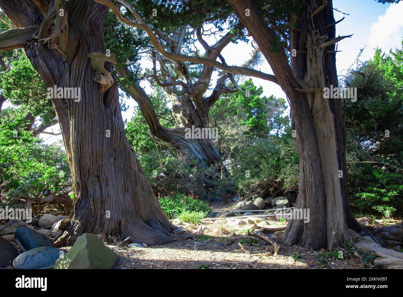 A tall Japanese juniper tree in Osezaki Shizuoka Stock Photo - Alamy