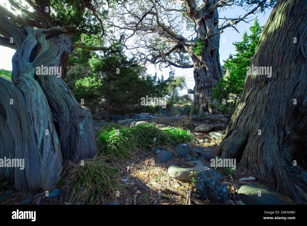 A tall Japanese juniper tree in Osezaki Shizuoka Stock Photo - Alamy