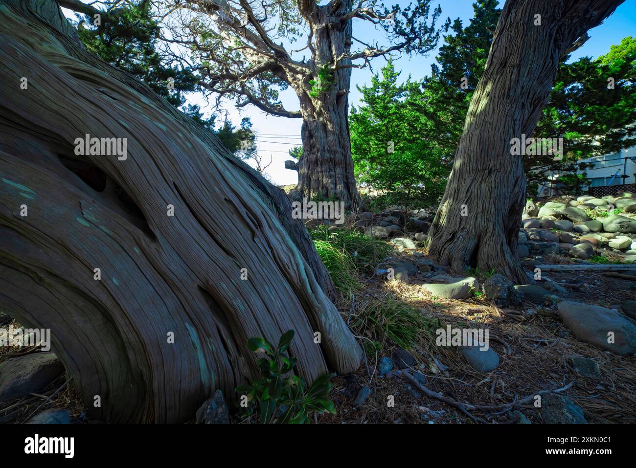A tall Japanese juniper tree in Osezaki Shizuoka Stock Photo - Alamy