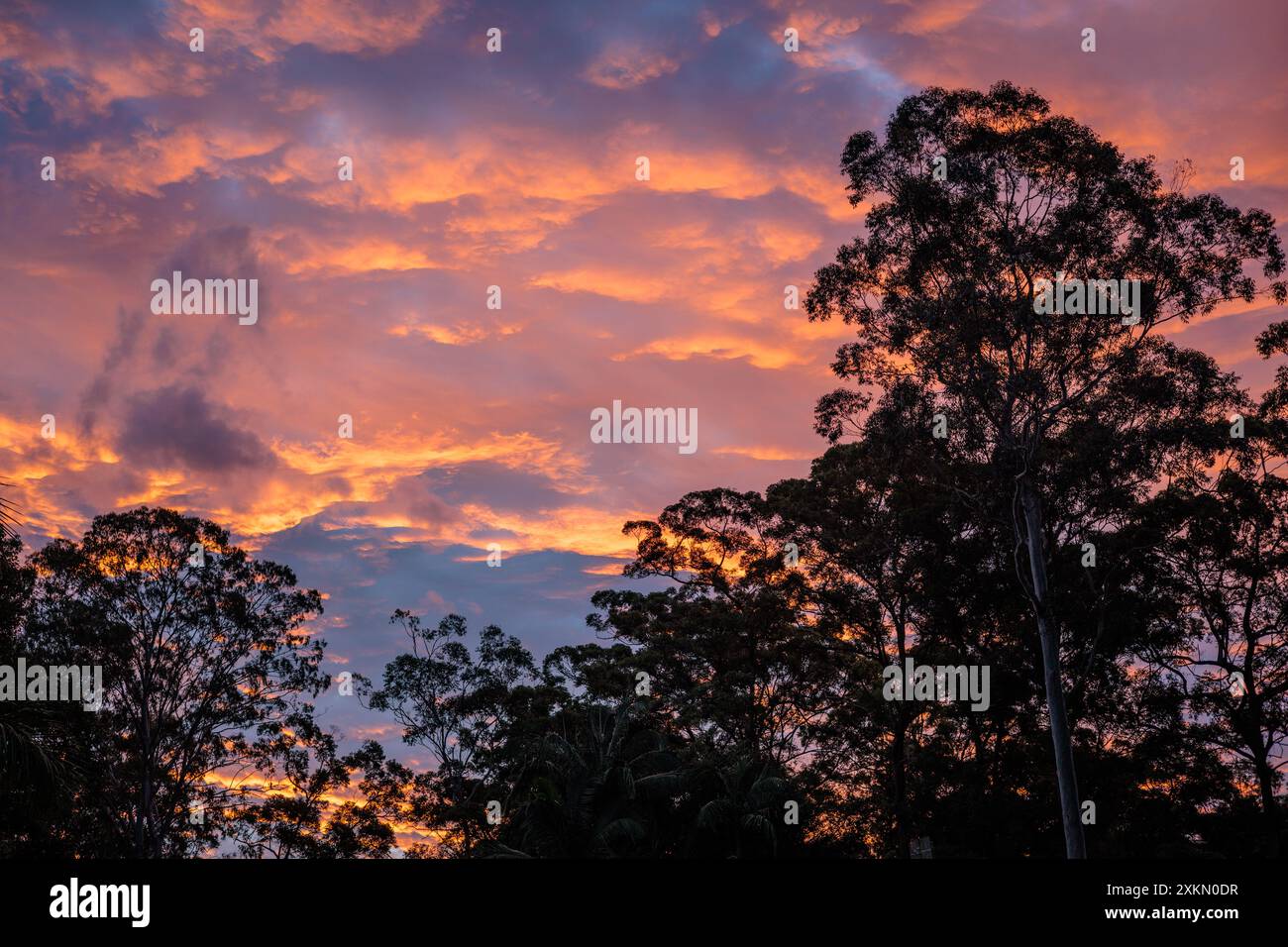 Winter sunset above silhouetted trees in Noosa, Queensland, Australia ...