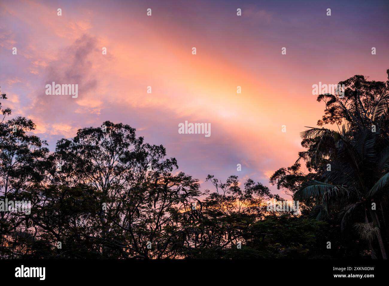 Winter sunset above silhouetted trees in Noosa, Queensland, Australia ...
