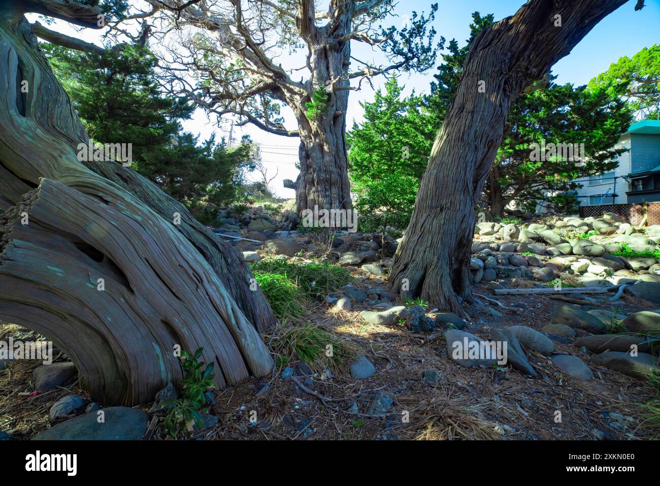A tall Japanese juniper tree in Osezaki Shizuoka Stock Photo - Alamy