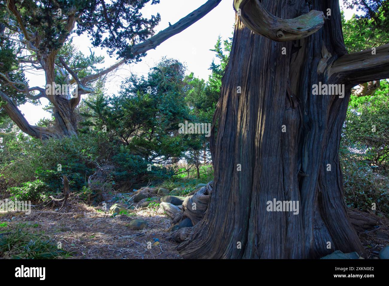 A tall Japanese juniper tree in Osezaki Shizuoka Stock Photo - Alamy