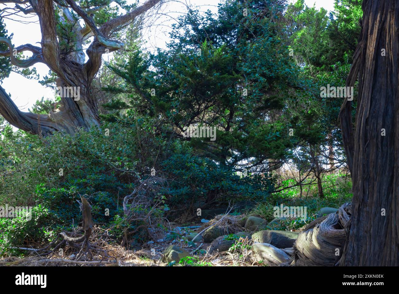 A tall Japanese juniper tree in Osezaki Shizuoka Stock Photo - Alamy