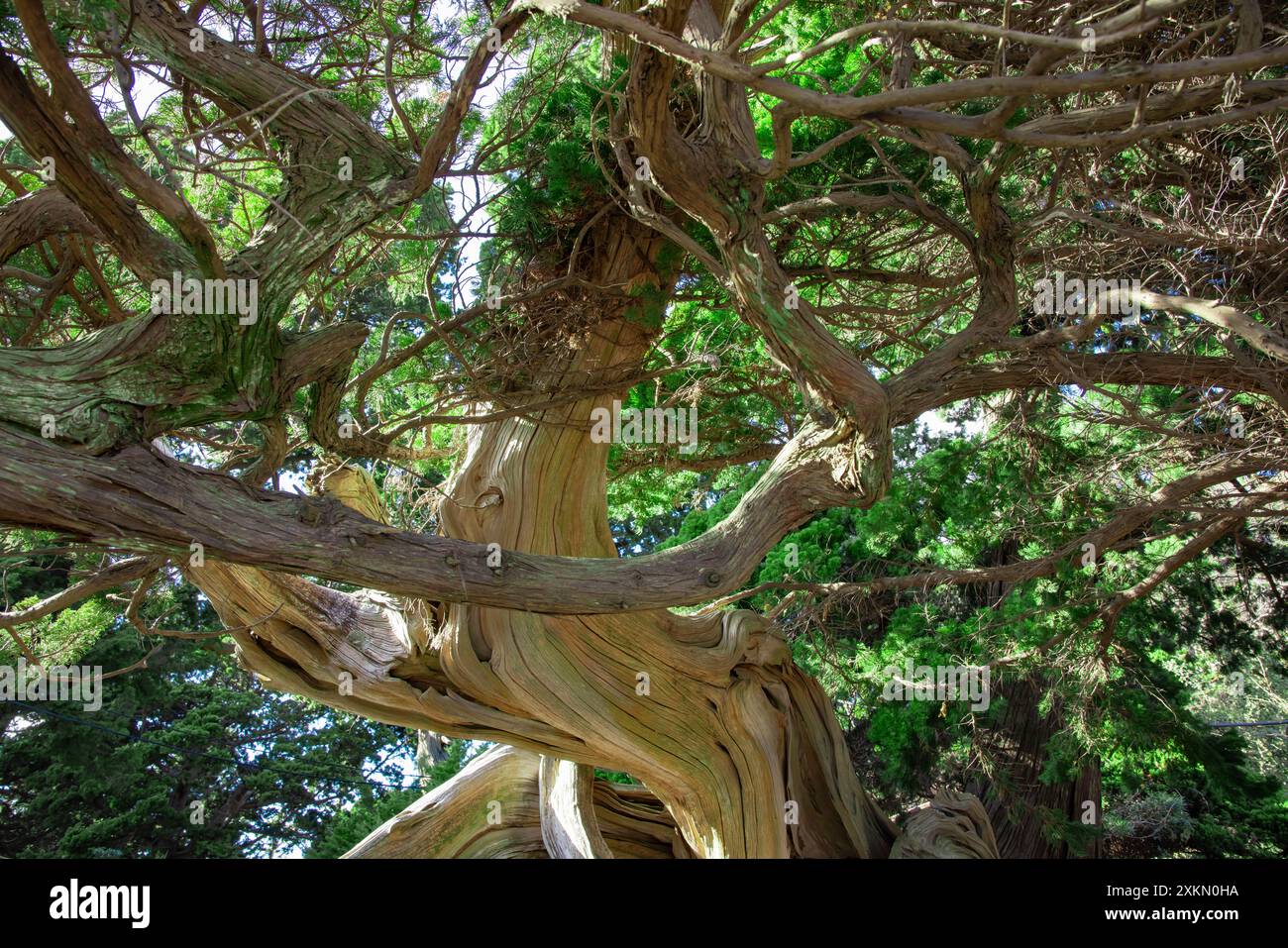 A tall Japanese juniper tree in Osezaki Shizuoka Stock Photo - Alamy