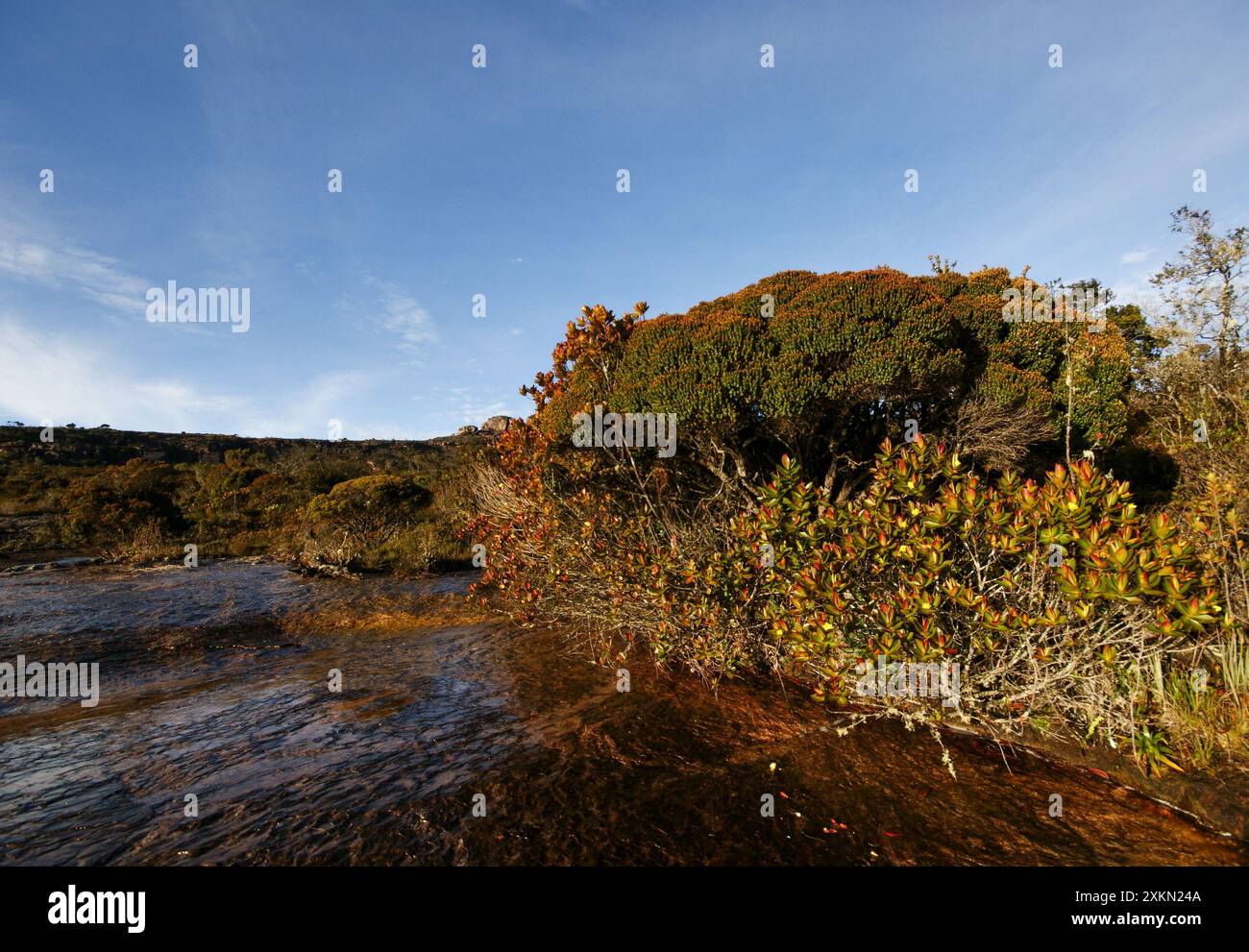 Bonnetia tree hi-res stock photography and images - Alamy