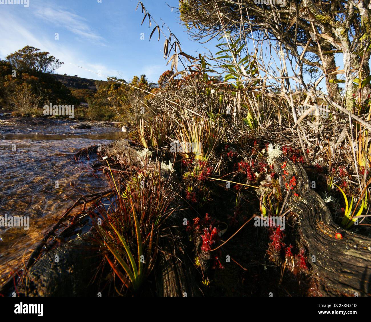 Carnivorous red sundews (Drosera roraimae) growing on the banks of a ...
