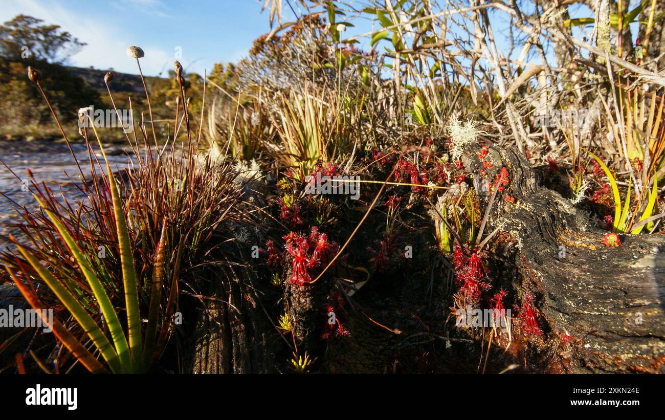 Carnivorous red sundews (Drosera roraimae) growing in the dense ...
