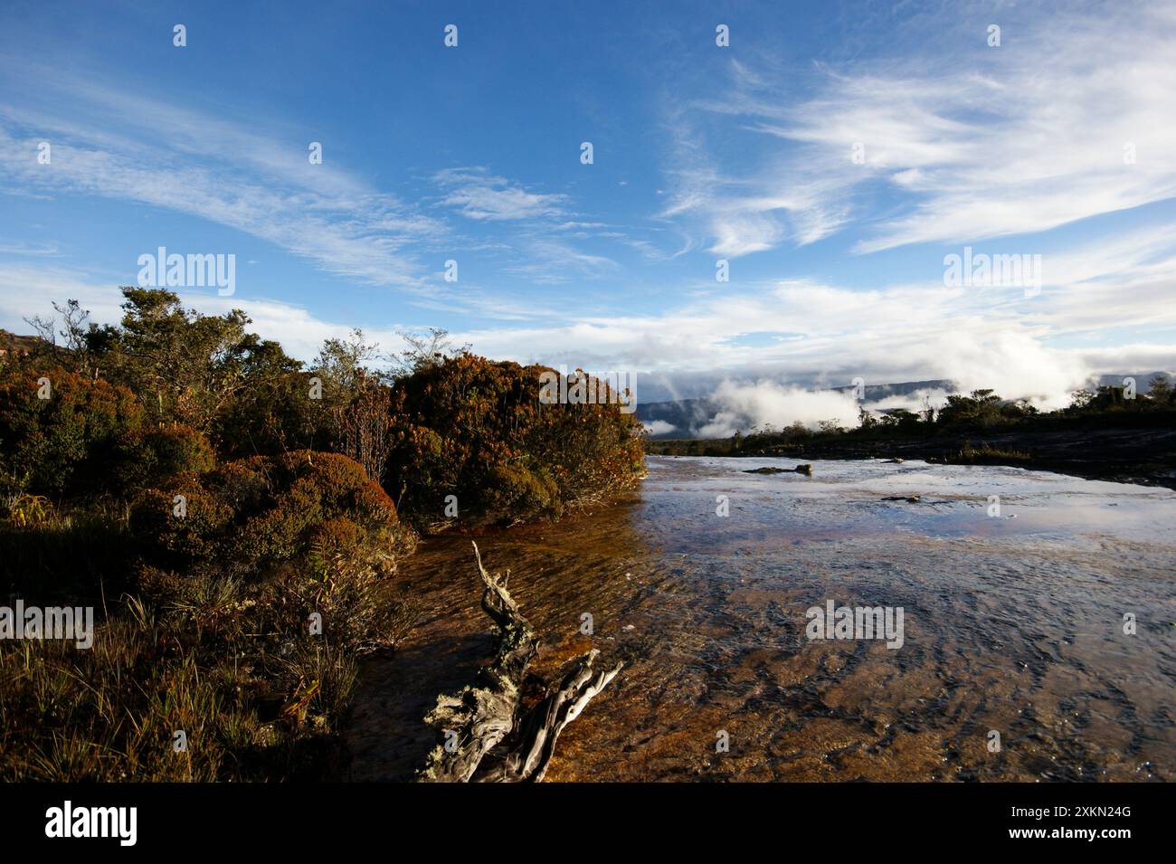 Bonnetia tree hi-res stock photography and images - Alamy