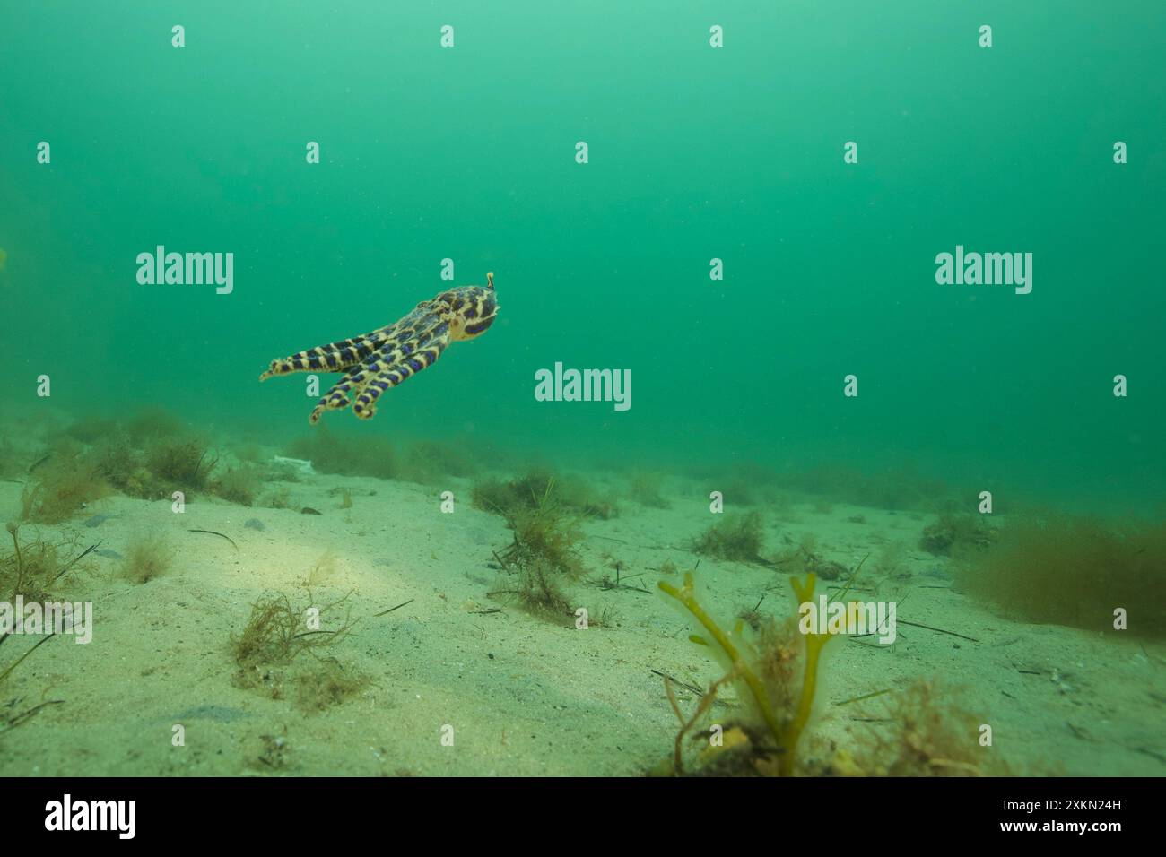 Octopus swimming hi-res stock photography and images - Alamy
