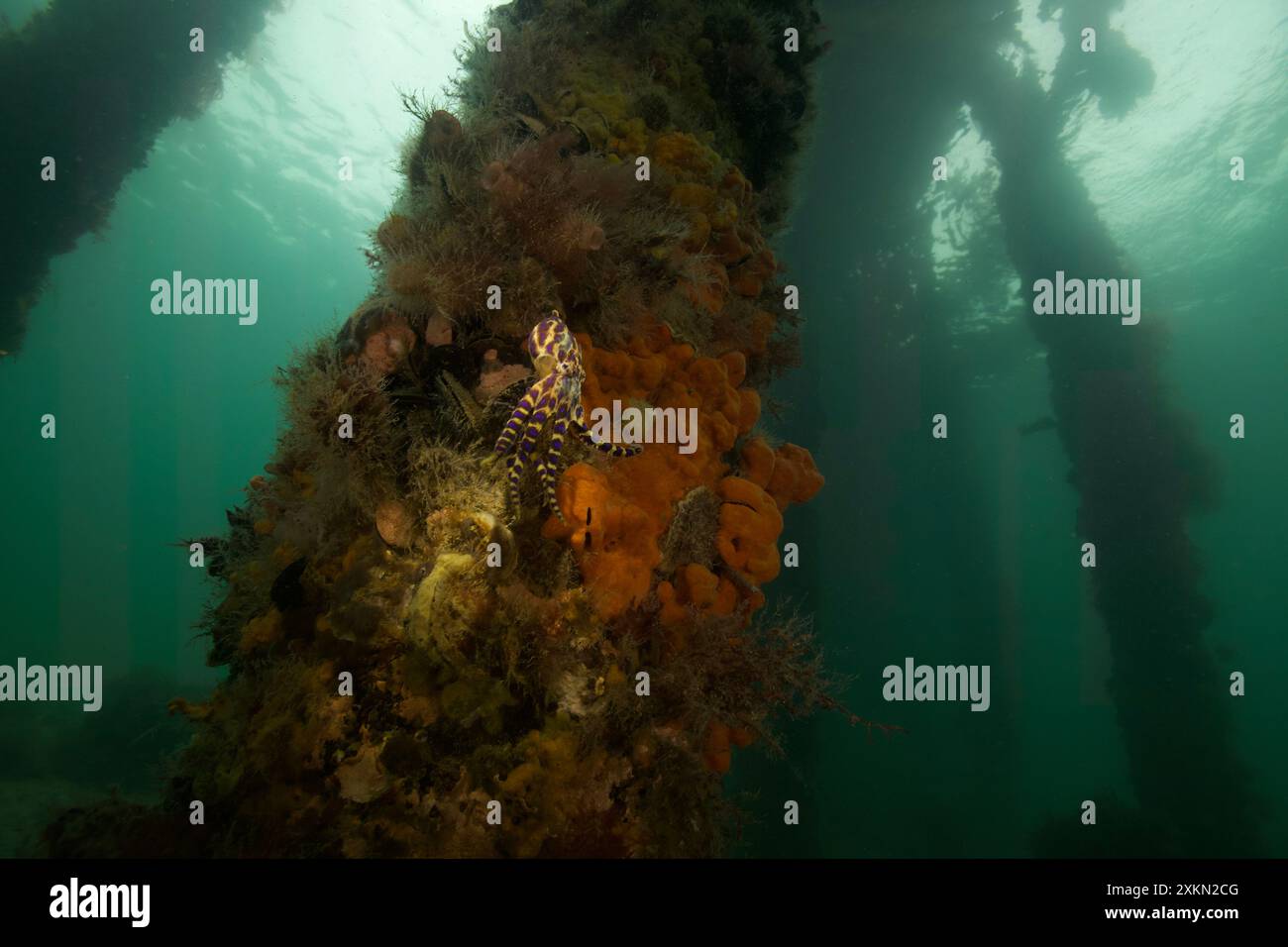Blue Ring Octopus swimming inPort Philip Bay Stock Photo - Alamy