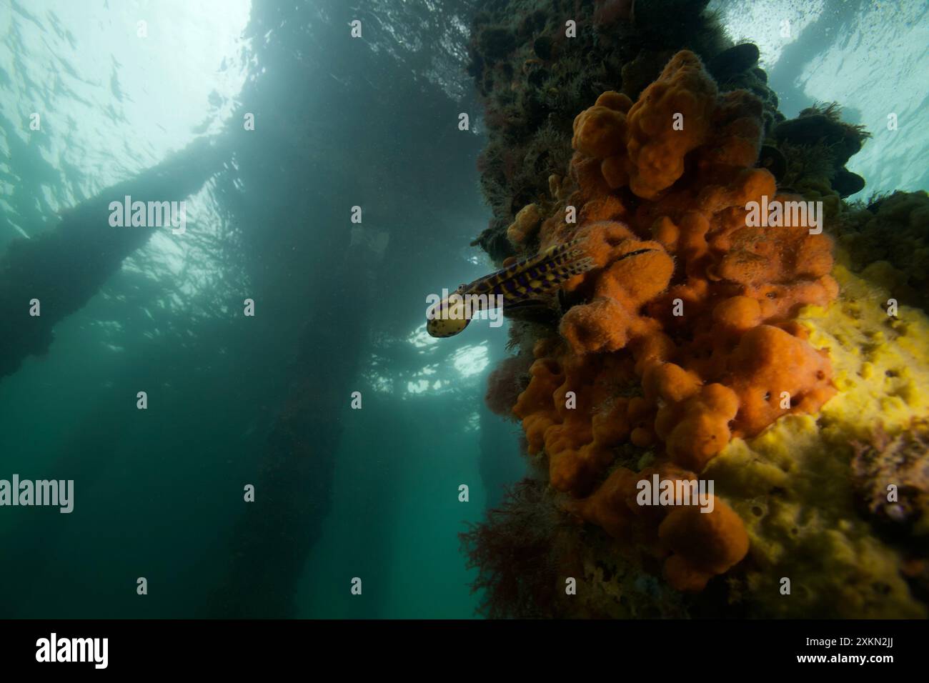 Blue Ring Octopus swimming inPort Philip Bay Stock Photo - Alamy