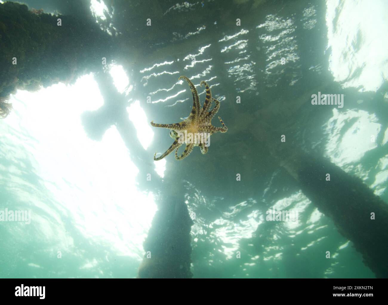 Octopus swimming hi-res stock photography and images - Alamy