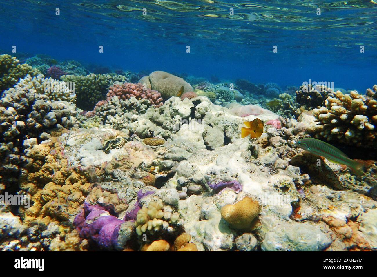 coral reef in Egypt as beauty nature background Stock Photo - Alamy