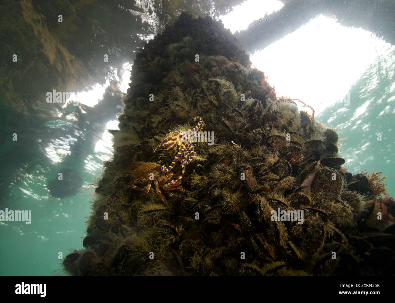 Blue Ring Octopus swimming inPort Philip Bay Stock Photo - Alamy