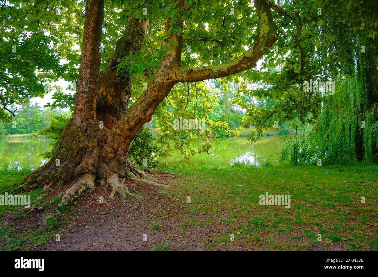 very old tree in the park with lake Stock Photo - Alamy