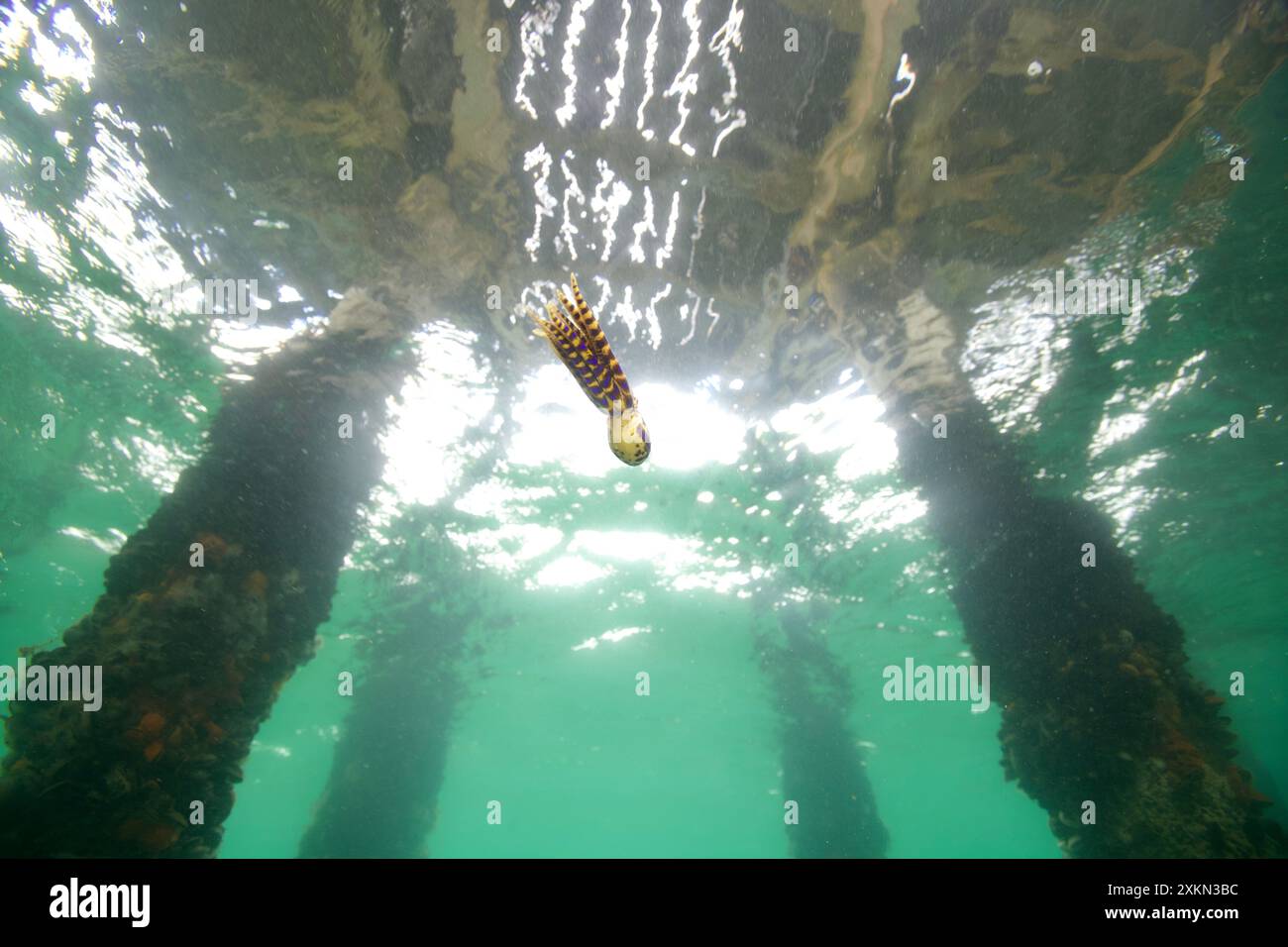 Blue Ring Octopus swimming inPort Philip Bay Stock Photo - Alamy