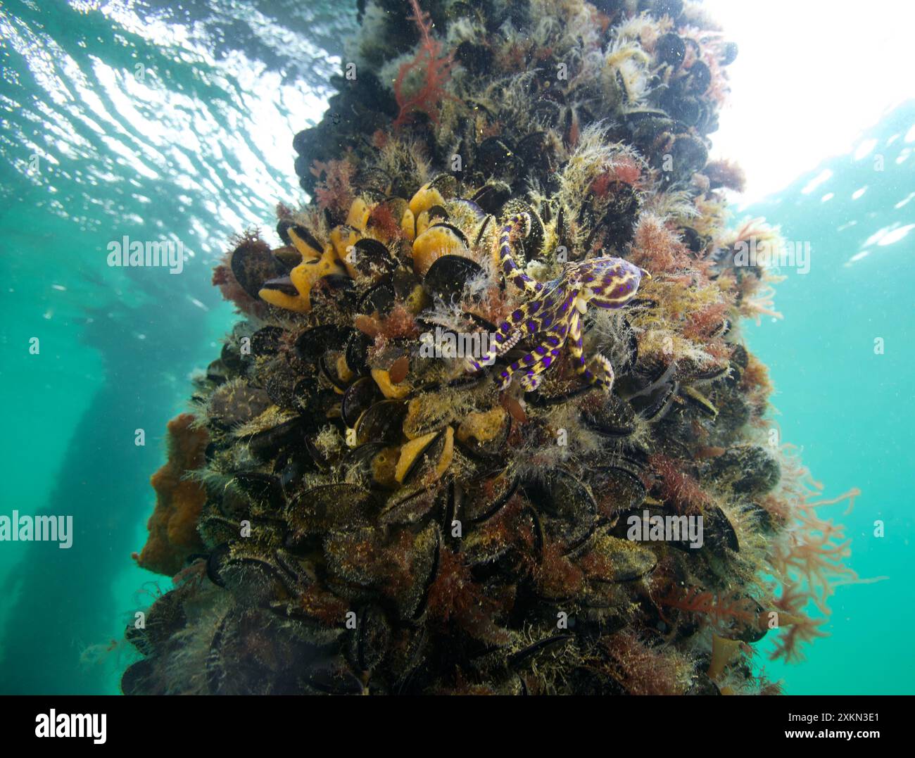 Blue Ring Octopus swimming inPort Philip Bay Stock Photo - Alamy