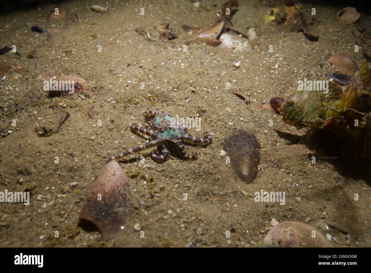Blue Ring Octopus swimming inPort Philip Bay Stock Photo - Alamy