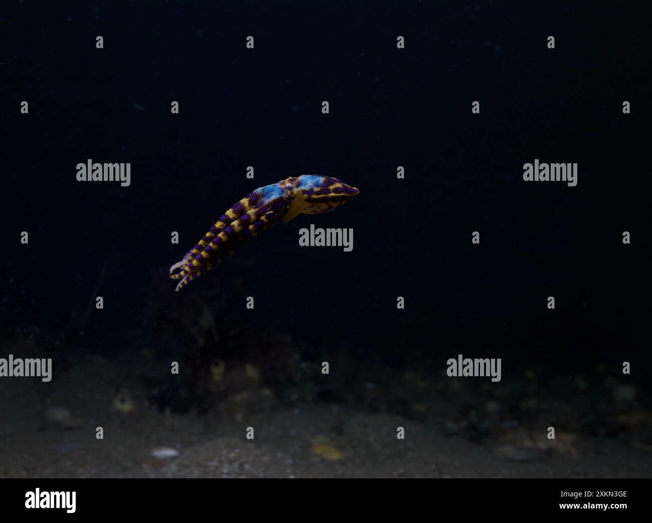 Octopus swimming hi-res stock photography and images - Alamy