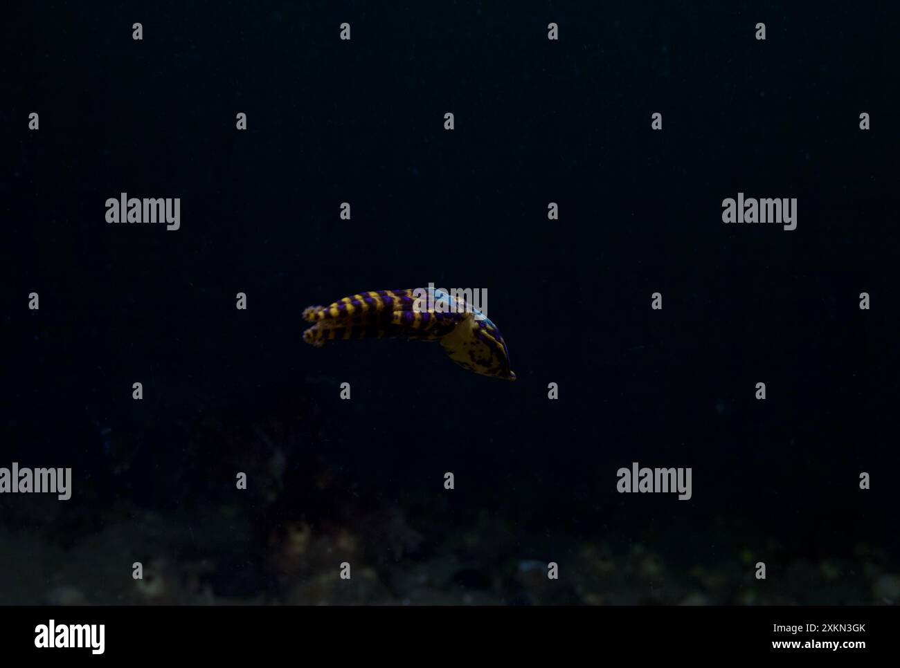 Octopus swimming hi-res stock photography and images - Alamy