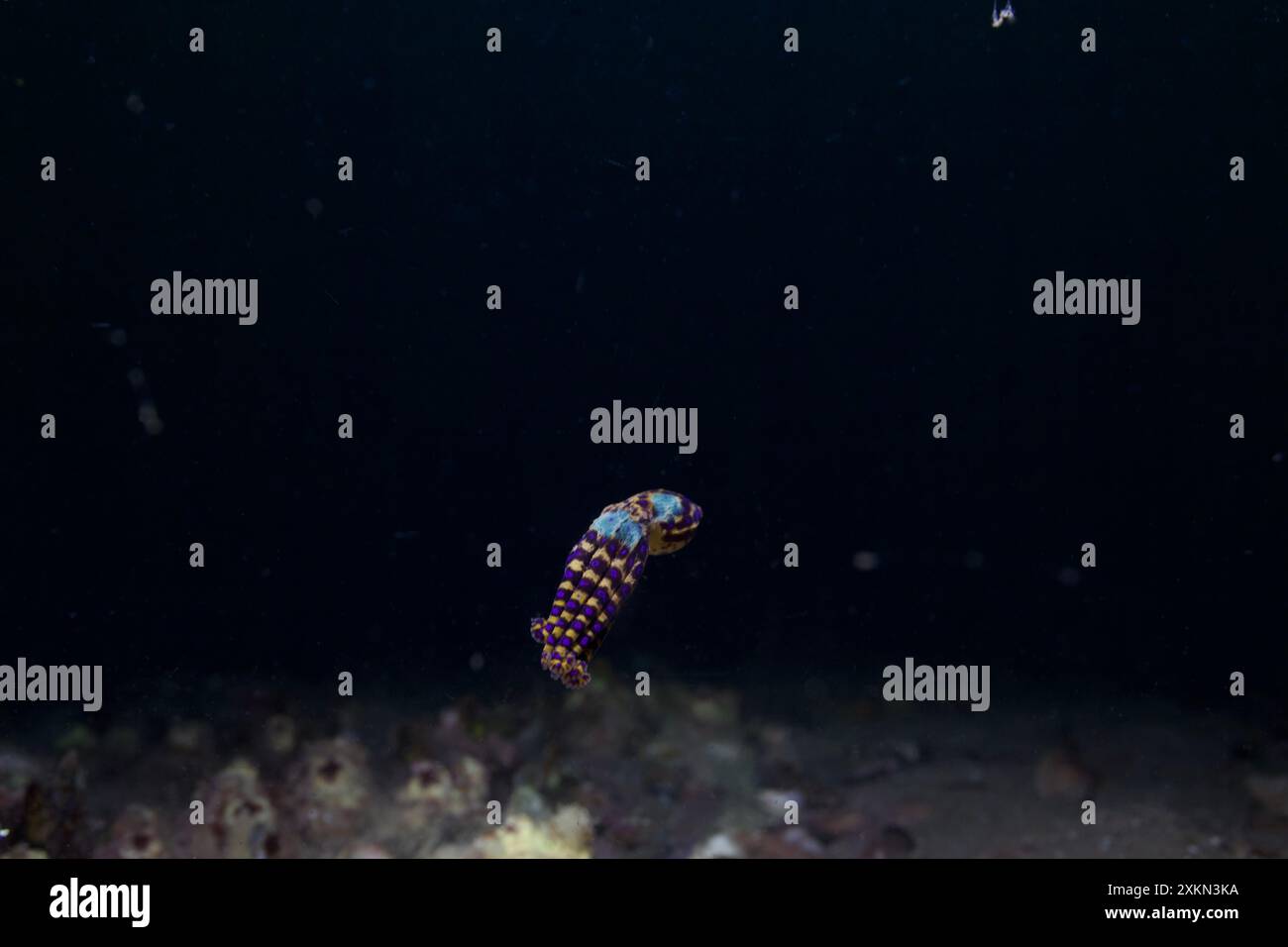 Blue RingbOctopus swimming Stock Photo - Alamy