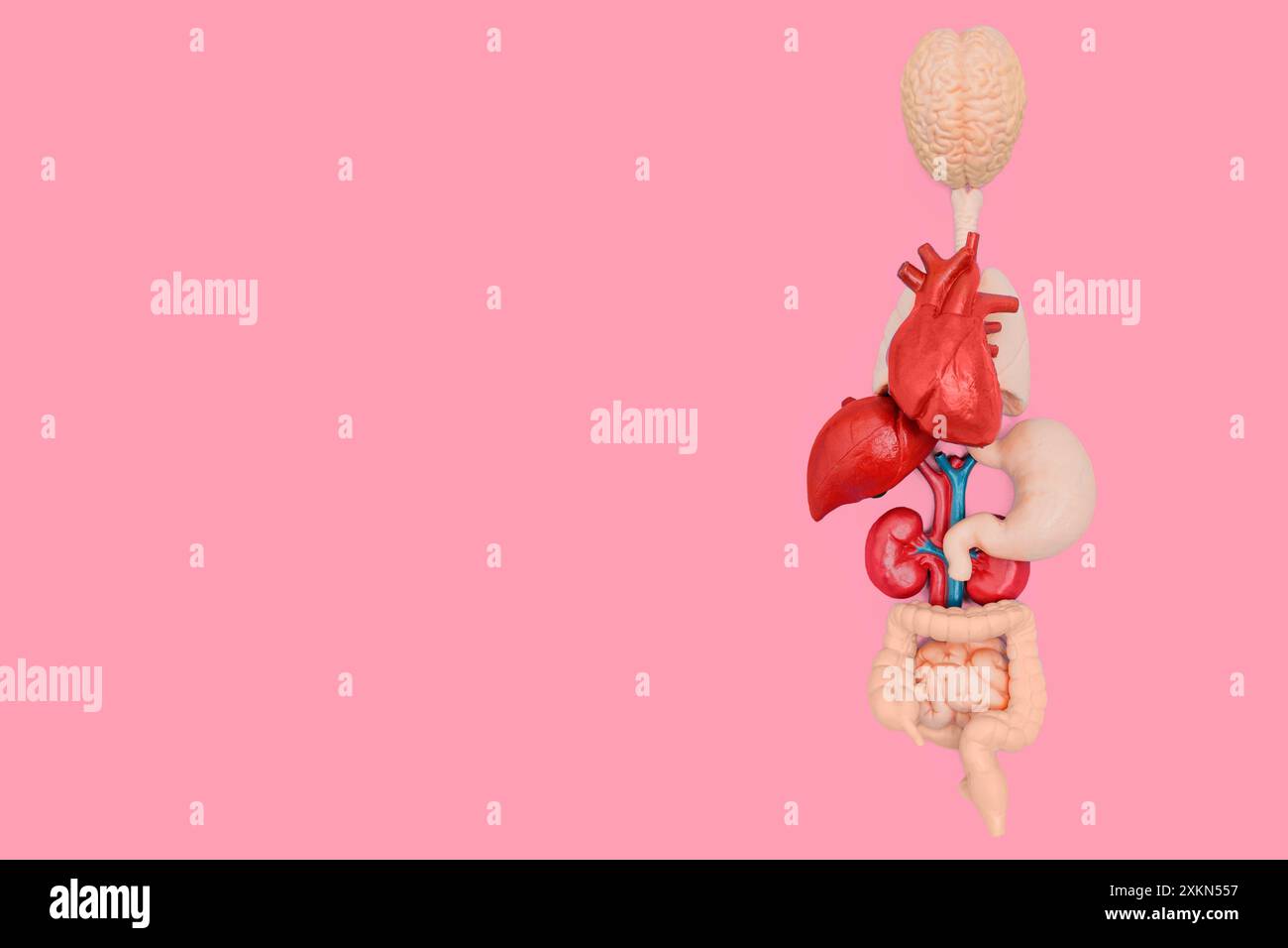 Collection of realistic models of the essential human organs, arranged ...