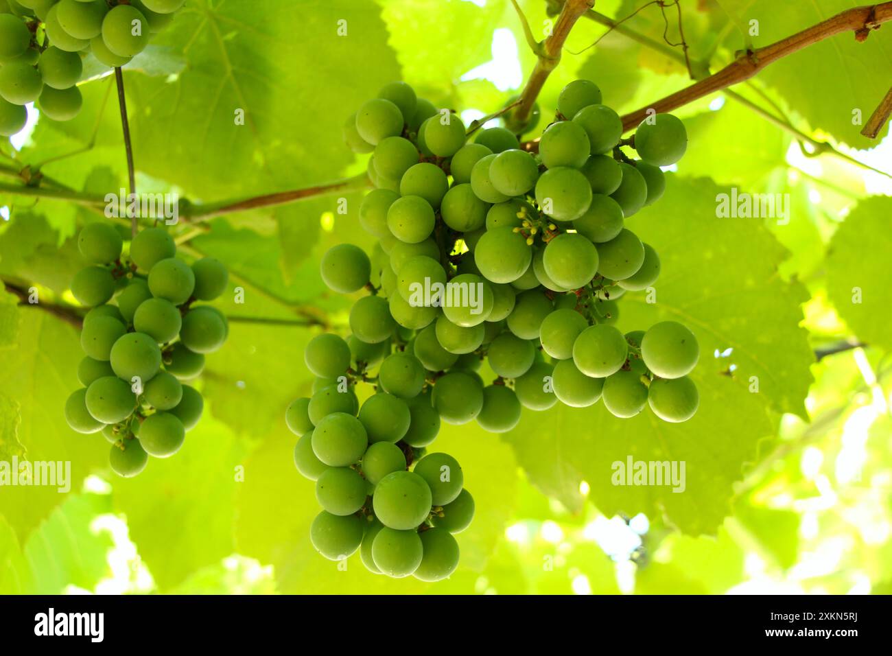 Green bunch of grapes on a branch Stock Photo - Alamy