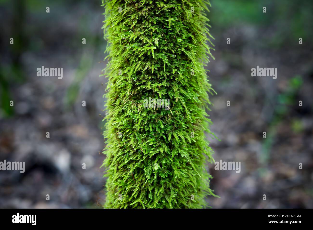 Lichen on tree australia hi-res stock photography and images - Alamy