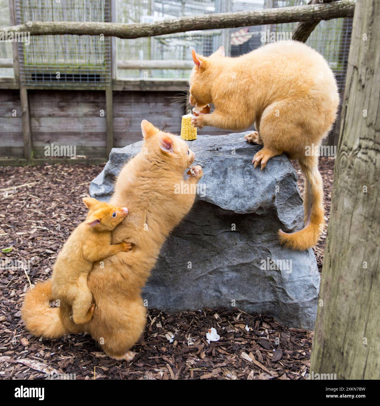 The Golden Possum Family, Pansy, Palune and Tau. UK YOU'RE AN animal ...