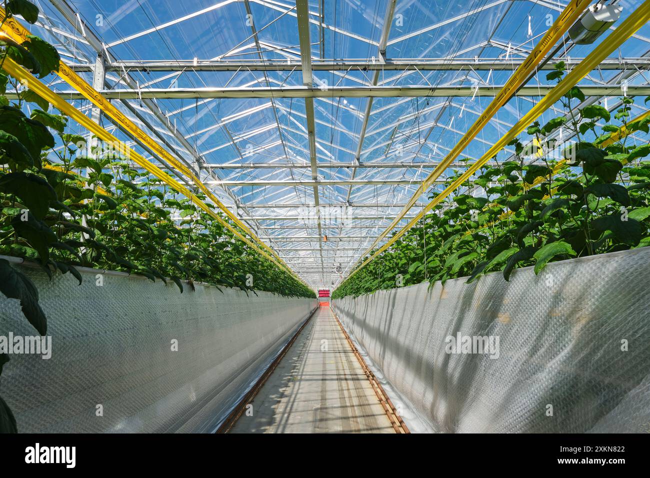 Industrial food production of cucumbers in a greenhouse in the ...