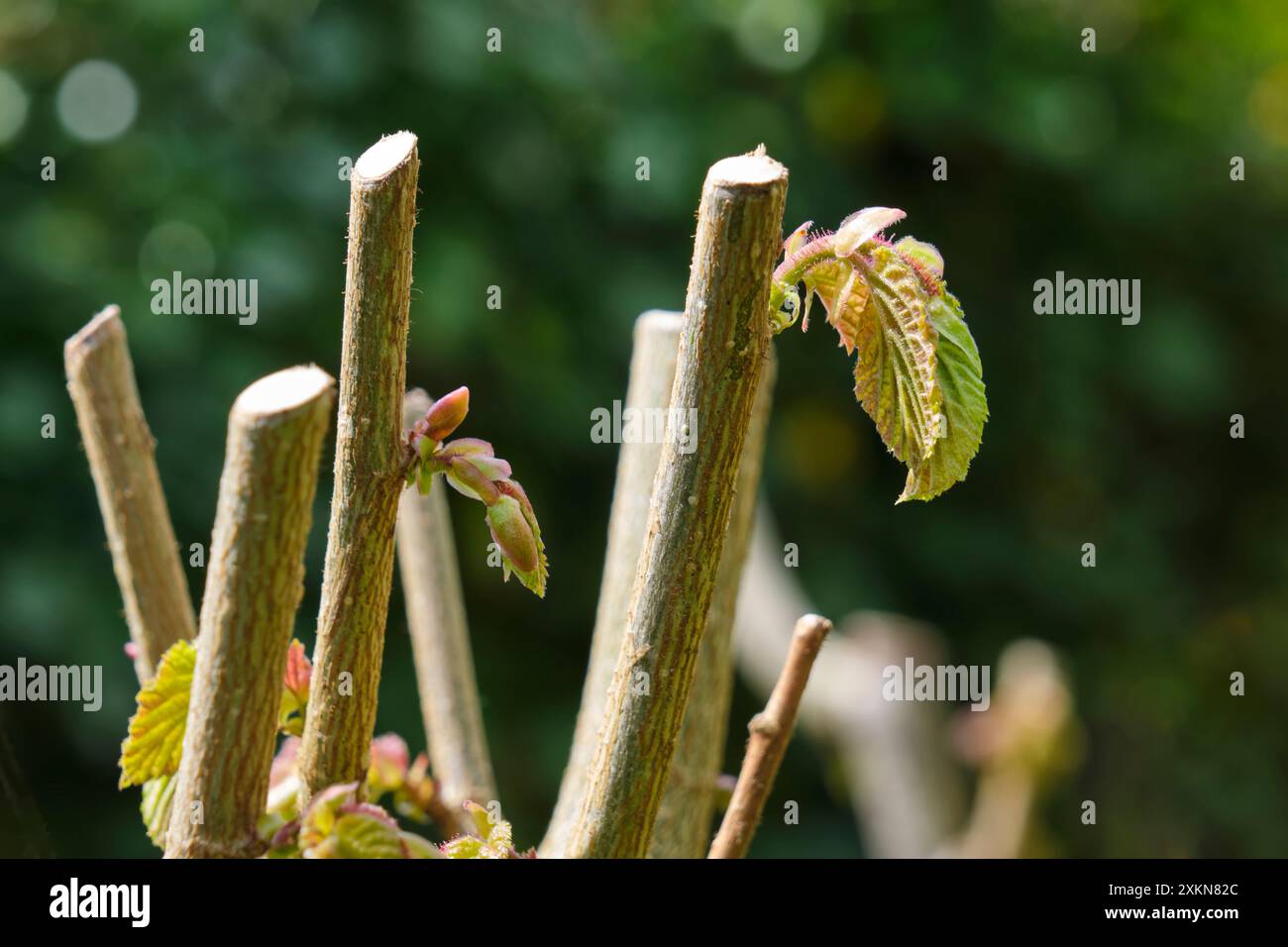 Pruned branches of a hazel bush of the genus Corylus growing fresh new ...