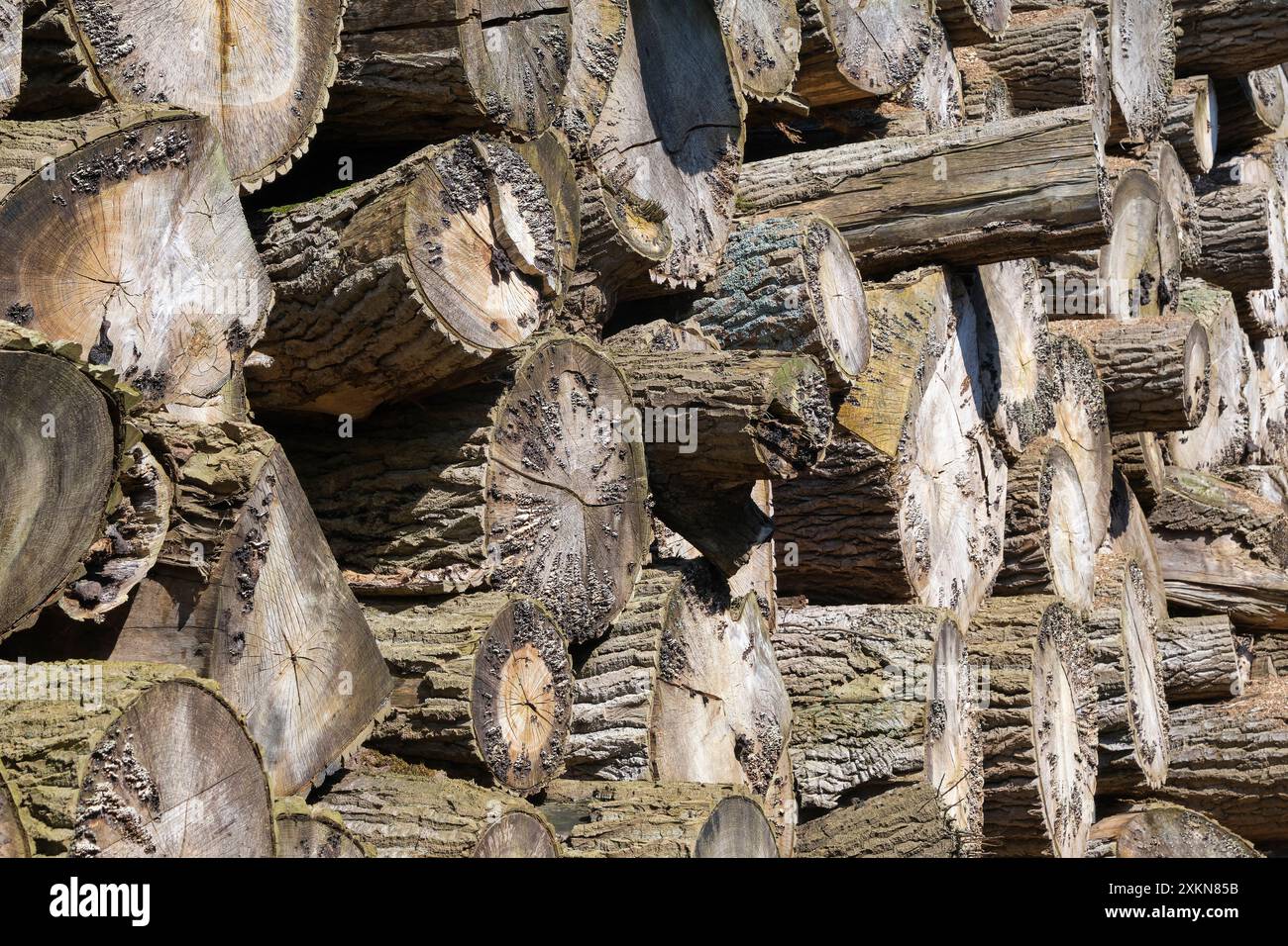 Tree trunks and wood chips next to a biomass energy station. The ...