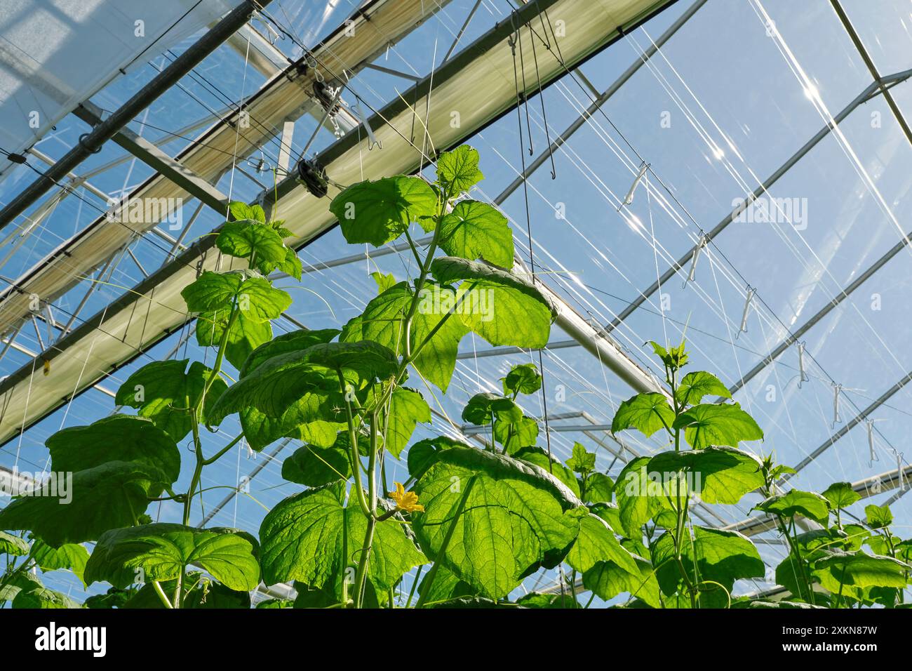 Industrial food production of cucumbers in a greenhouse in the ...