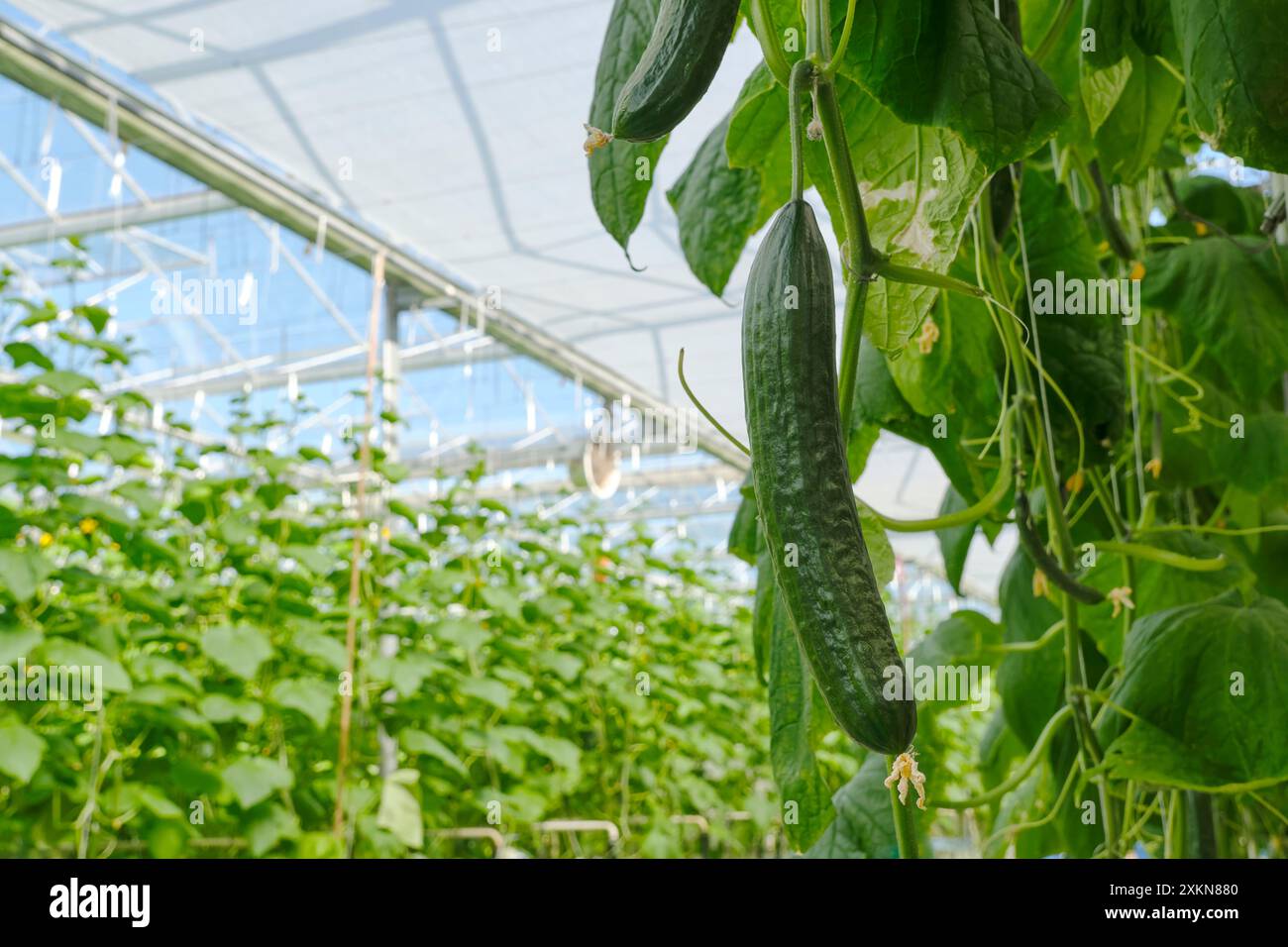 Industrial food production of cucumbers in a greenhouse in the ...