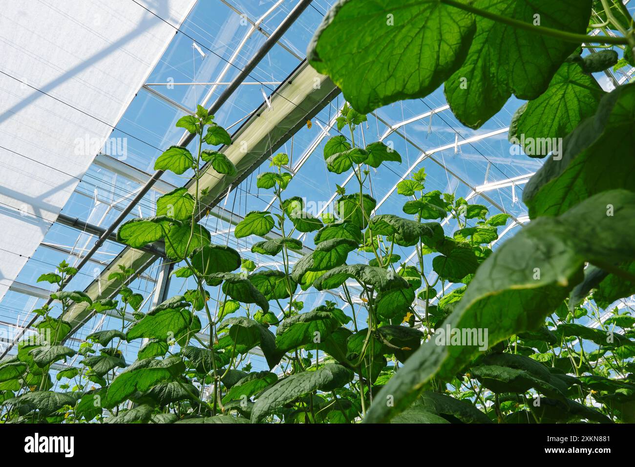 Industrial food production of cucumbers in a greenhouse in the ...