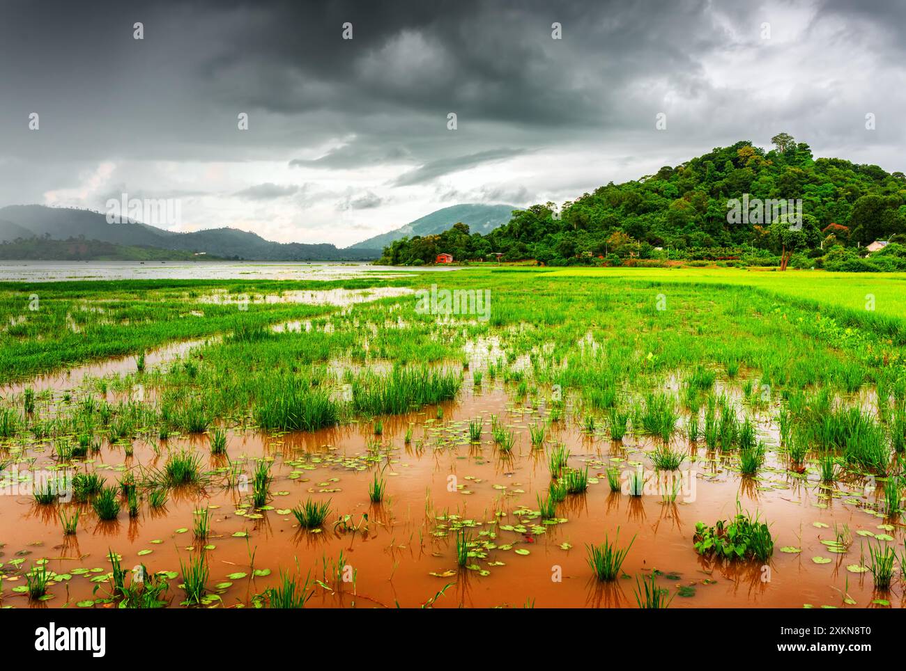 The Lak Lake and bright green rice field, Dak Lak Province Stock Photo ...