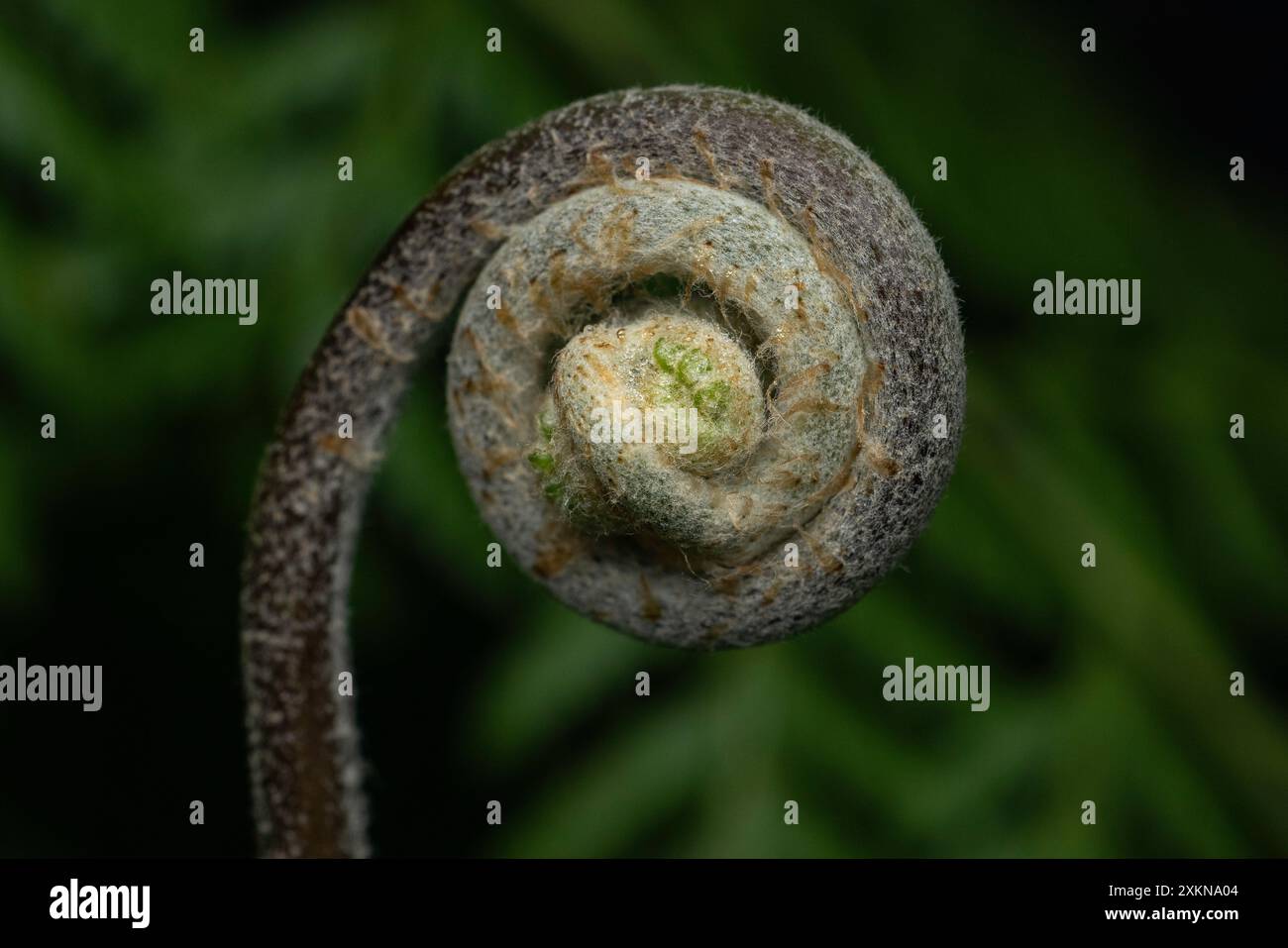 New frond growth of the Australian Coral Fern Stock Photo - Alamy