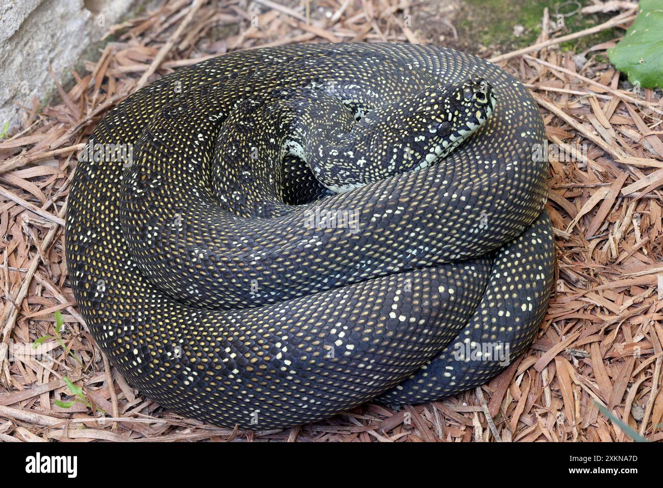 Position curled hi-res stock photography and images - Alamy