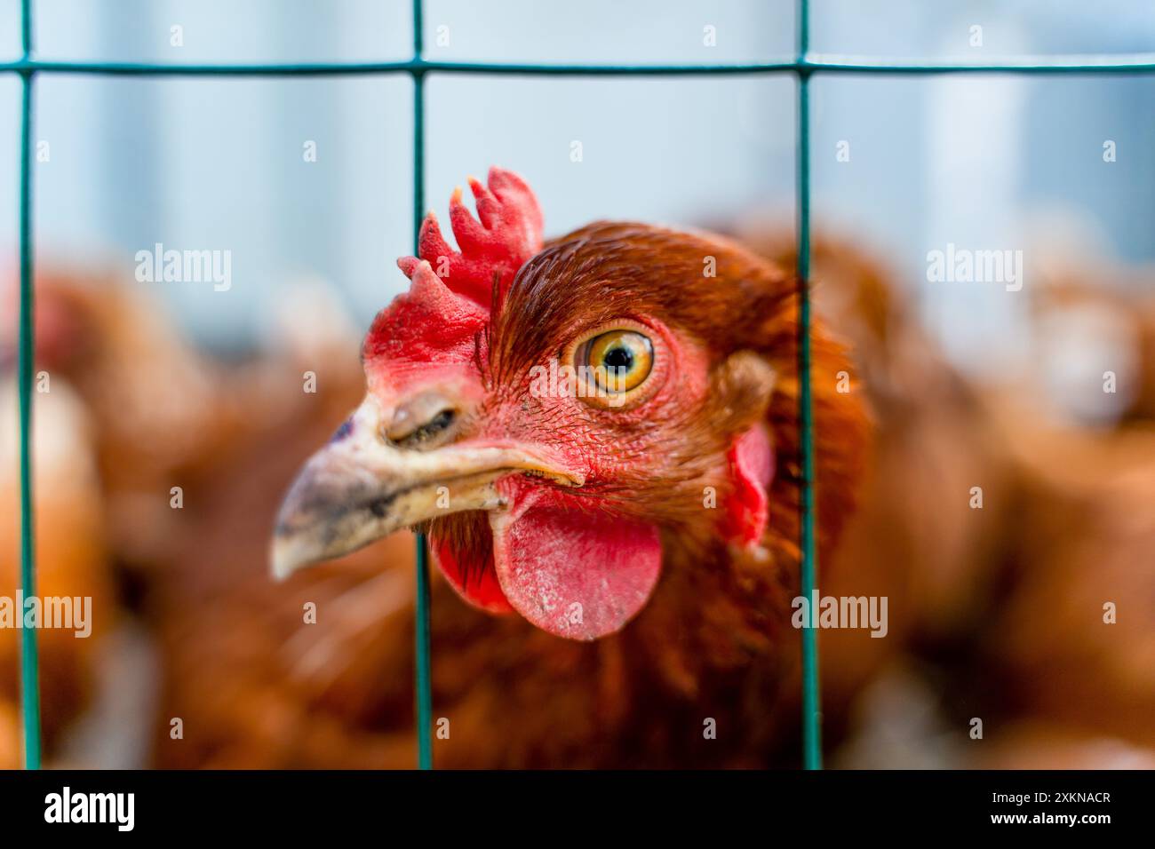 Beautiful brown chicken small scallop hi-res stock photography and ...