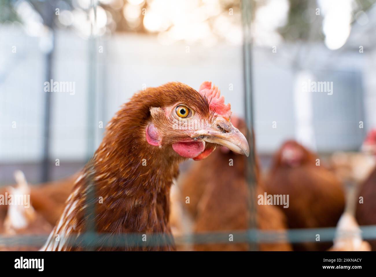 Lohmann brown chicken head close-up on a blurred background. A young ...