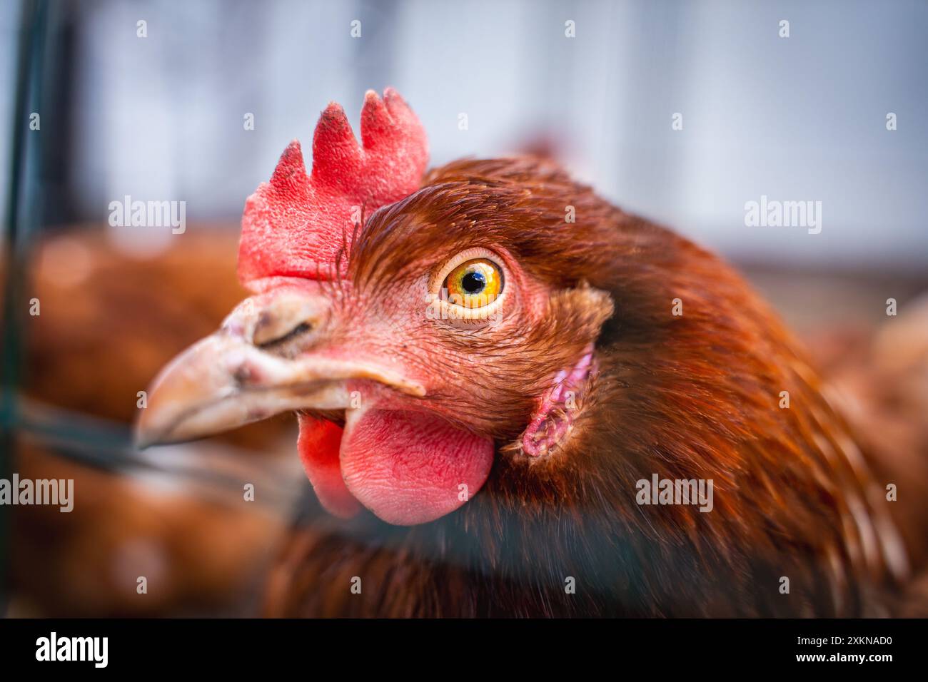 A young lohmann brown laying hen looks at the camera close-up through ...